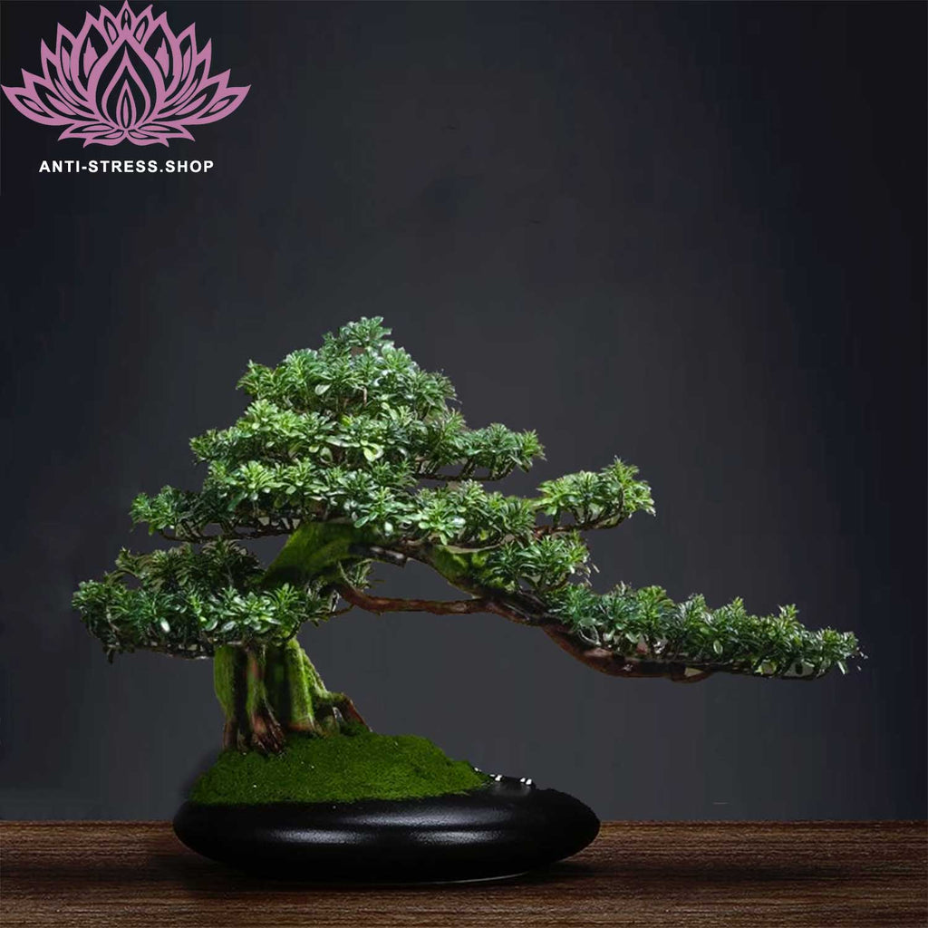 Bonsaï harmonie – Anti-stress.shop